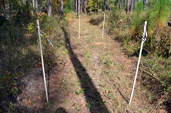 Disking effects on native groundcover plant species - Tall Timbers