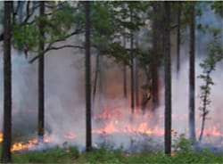 RxScience: Collaborative Research to Advance Effective Prescribed Fire ...