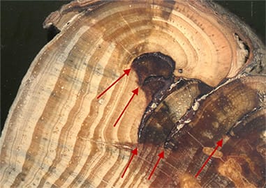tree-ring-research_3 - Tall Timbers