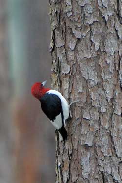 rcw-tree1 - Tall Timbers