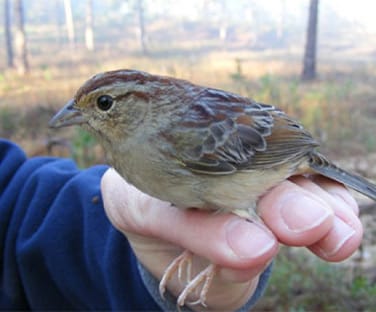 research_box4 - Tall Timbers