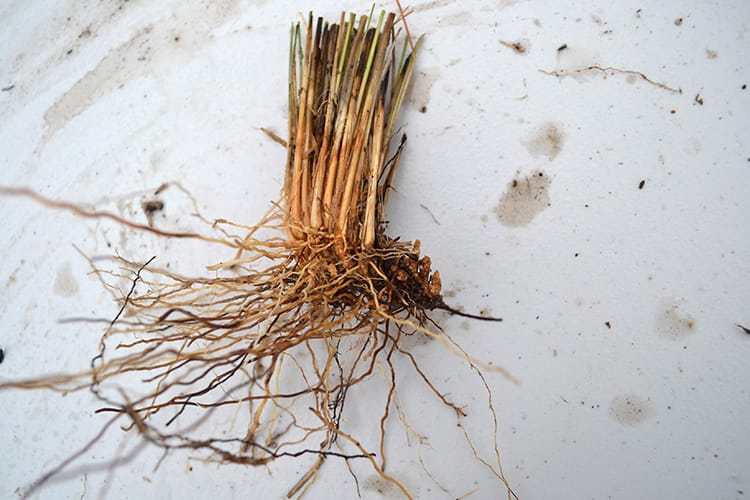 Wiregrass Growth - Tall Timbers