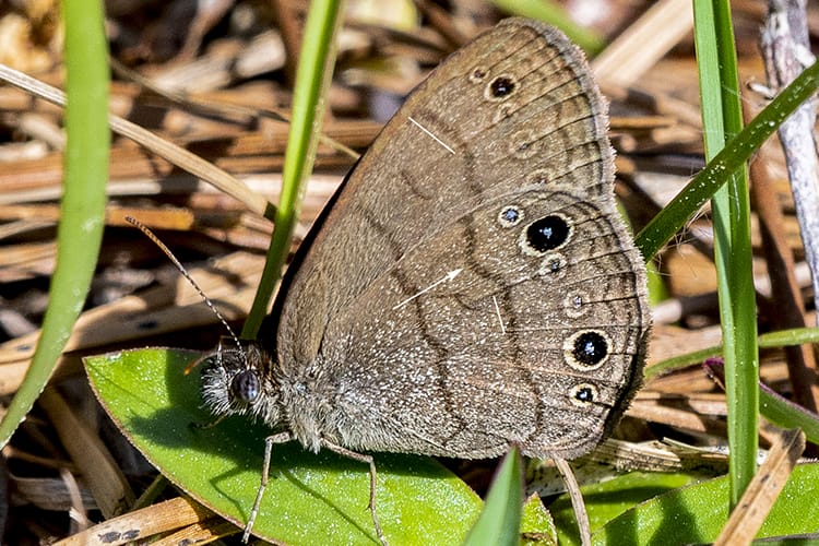Newly Described Species Found at Tall Timbers - Tall Timbers