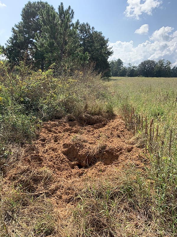 Hog Havoc App - Tall Timbers