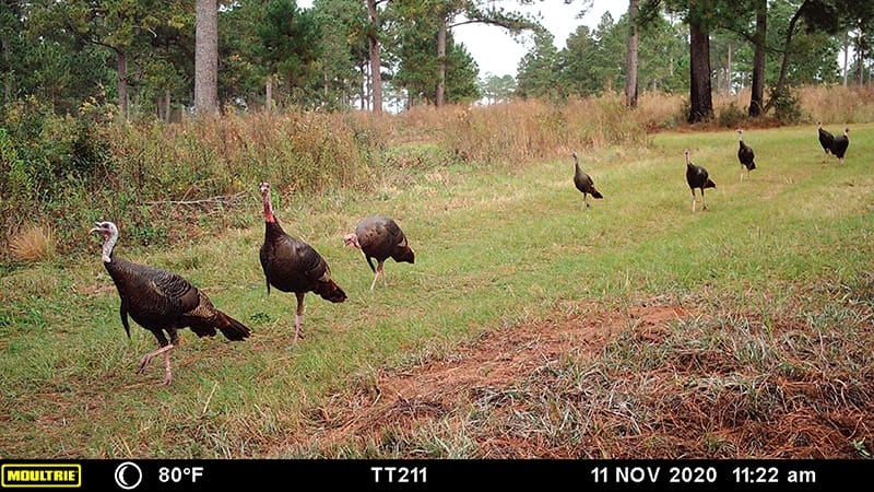 Feral hog study: Game species alter habits when pigs are present - Tall ...