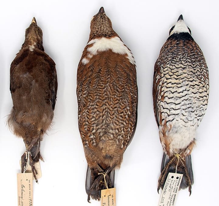 The Red Quail Mystery - Tall Timbers