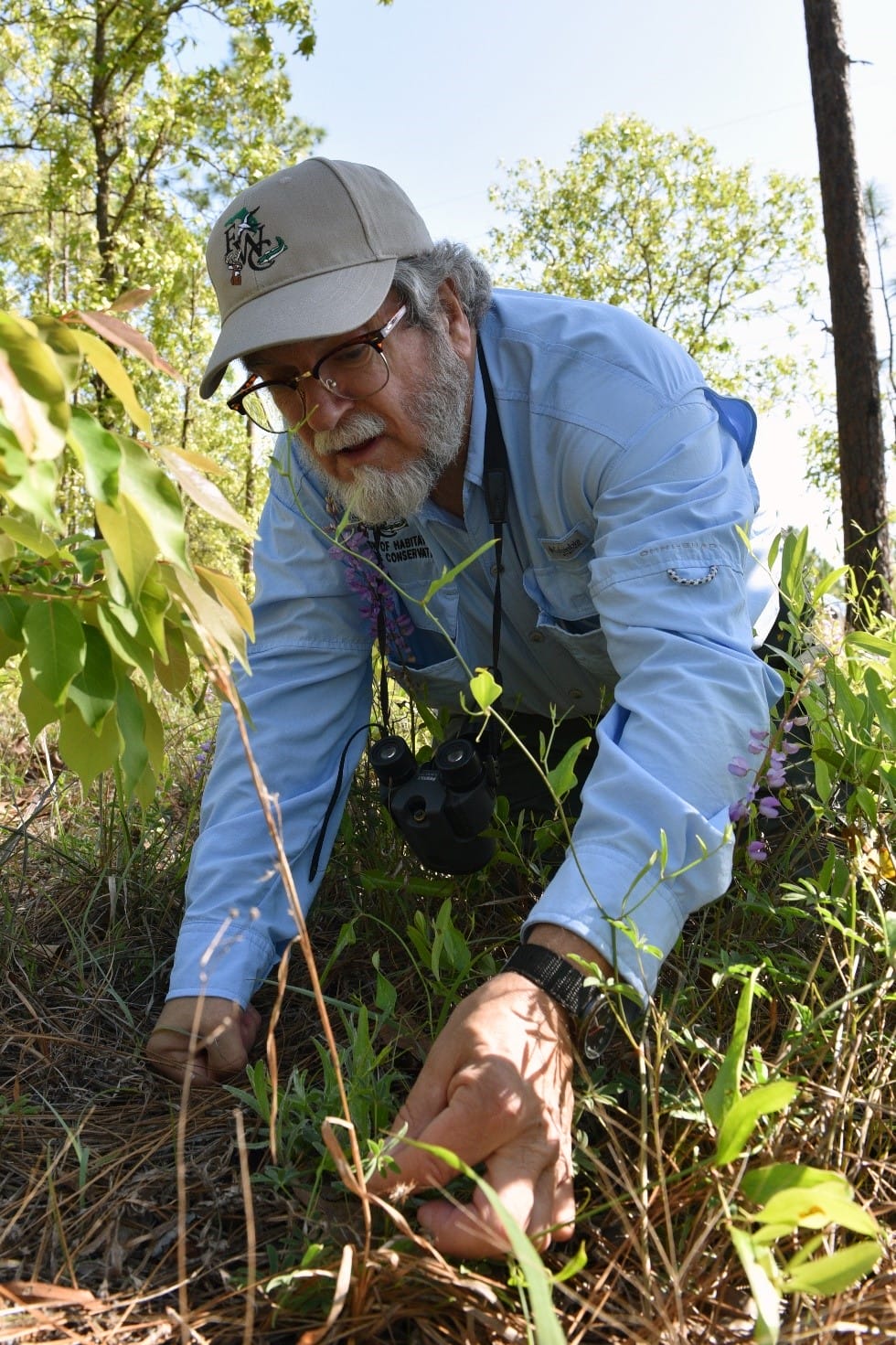 davidcook - Tall Timbers