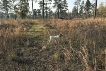 pointer - Tall Timbers