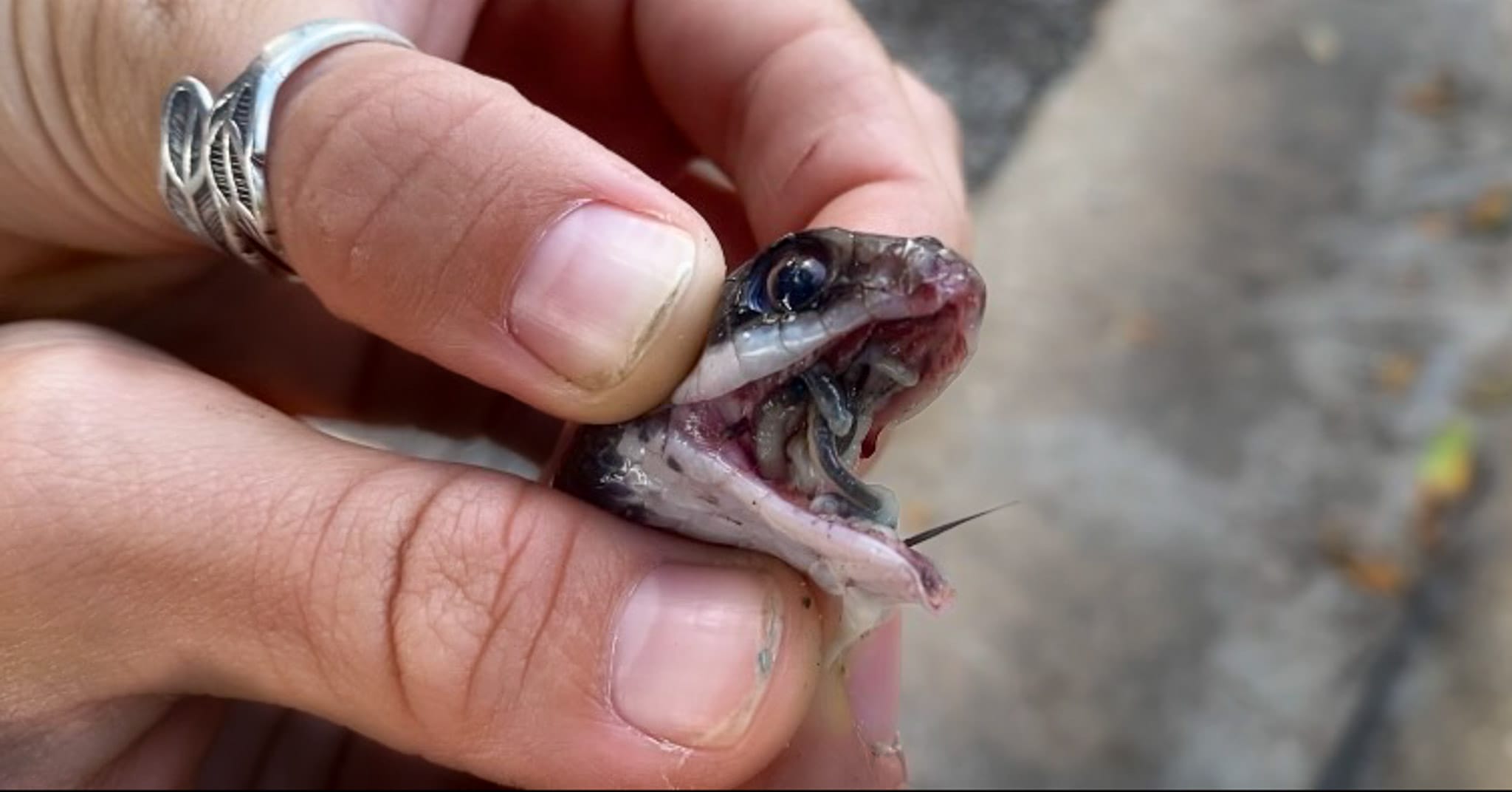 Native snakes susceptible to northern spread of invasive lung parasites ...