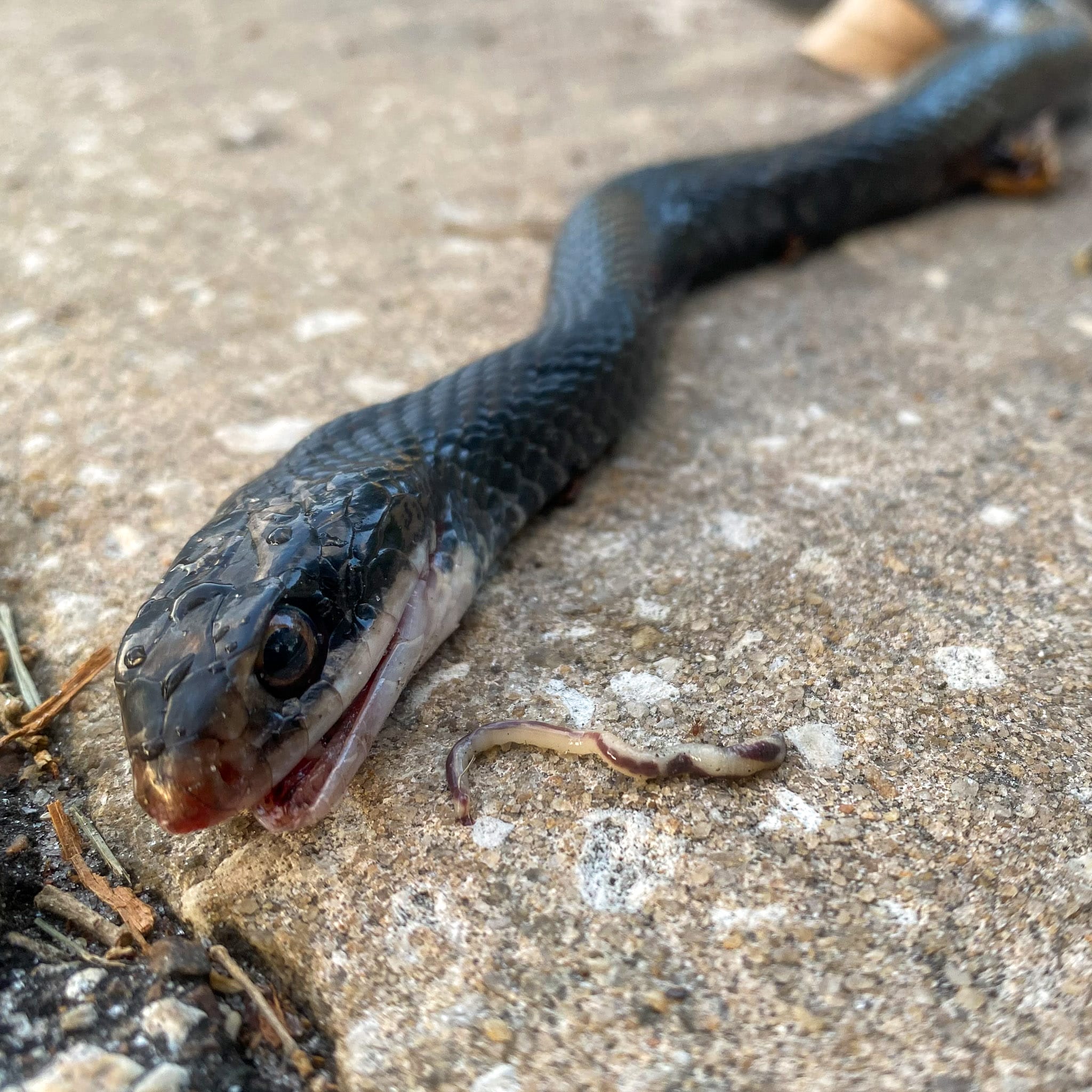 Native snakes susceptible to northern spread of invasive lung parasites ...