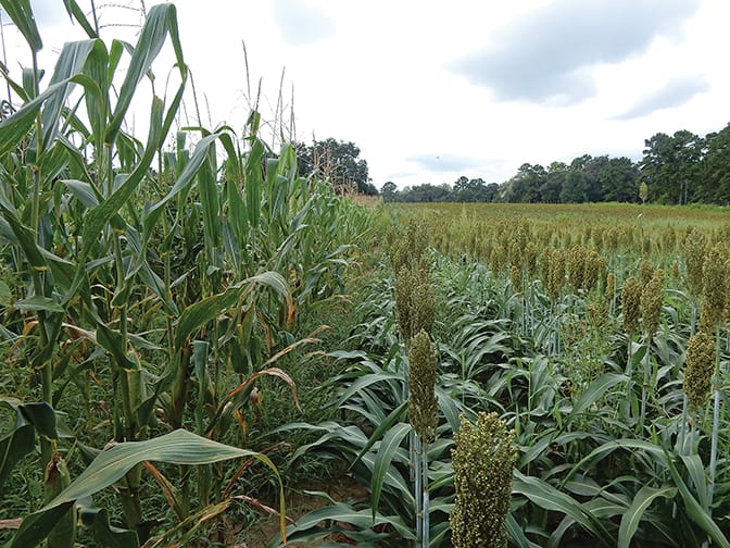 The right crops and field management can influence quality brood ...