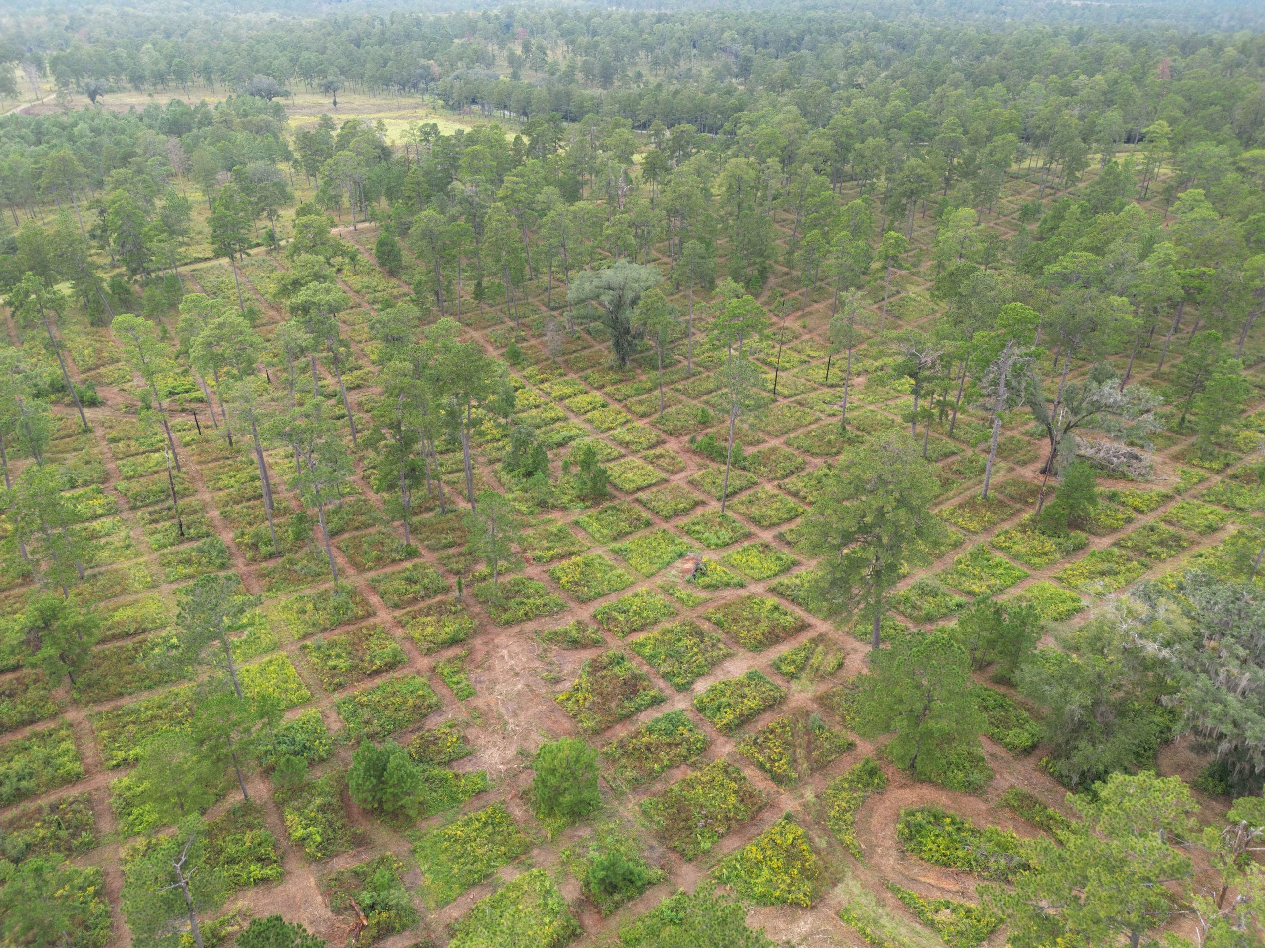 Grid-Blocking - Tall Timbers