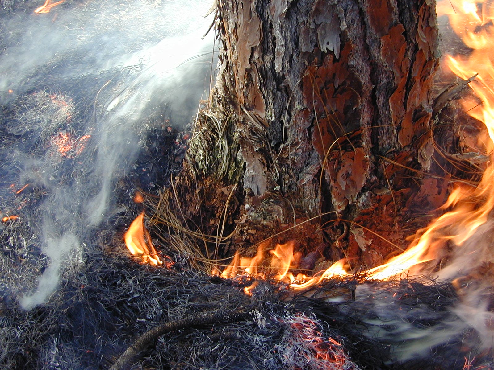How to: Reintroduction of flames in a fire-excluded landscape - Tall ...