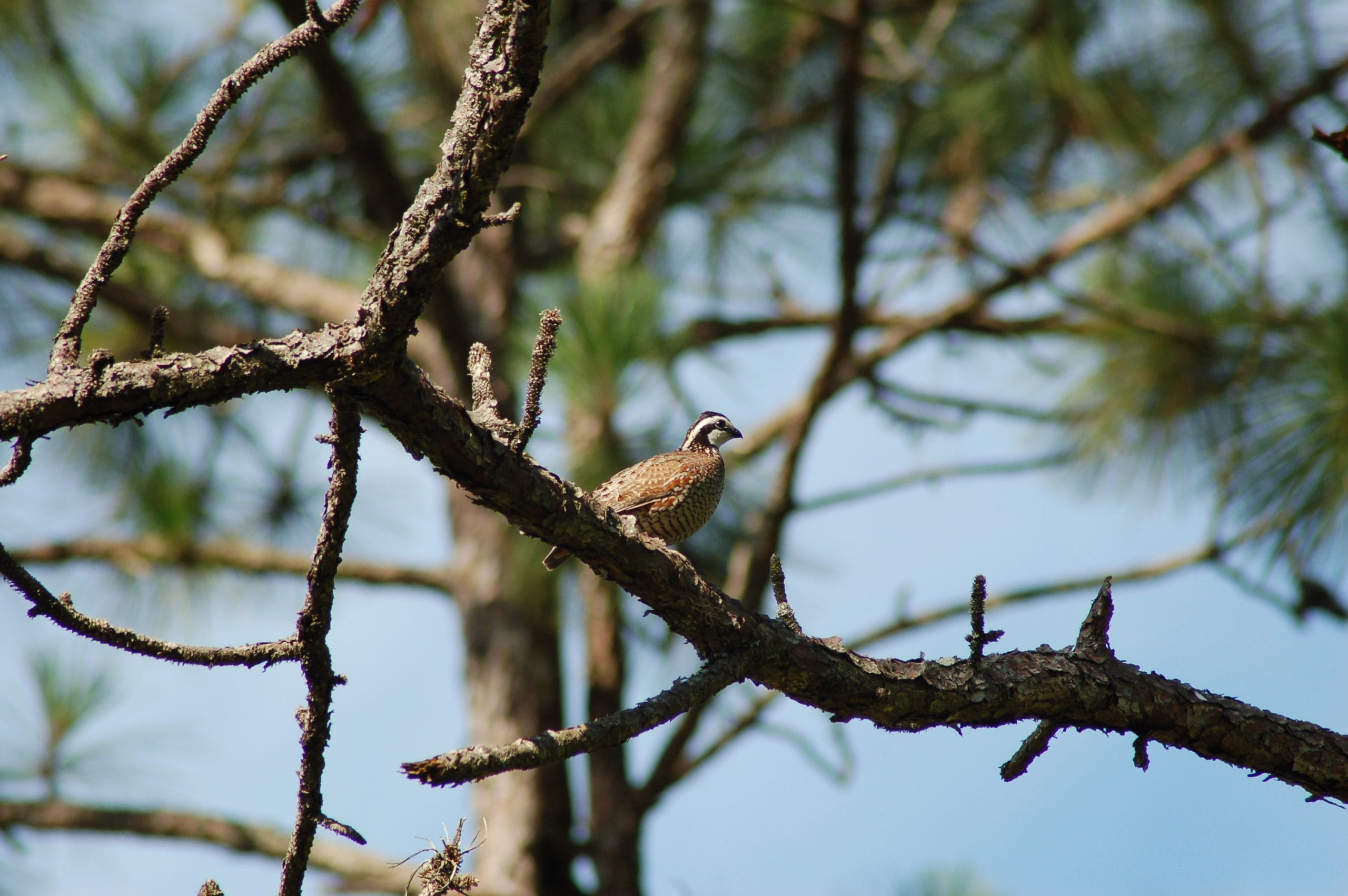 Quail in tree - Tall Timbers