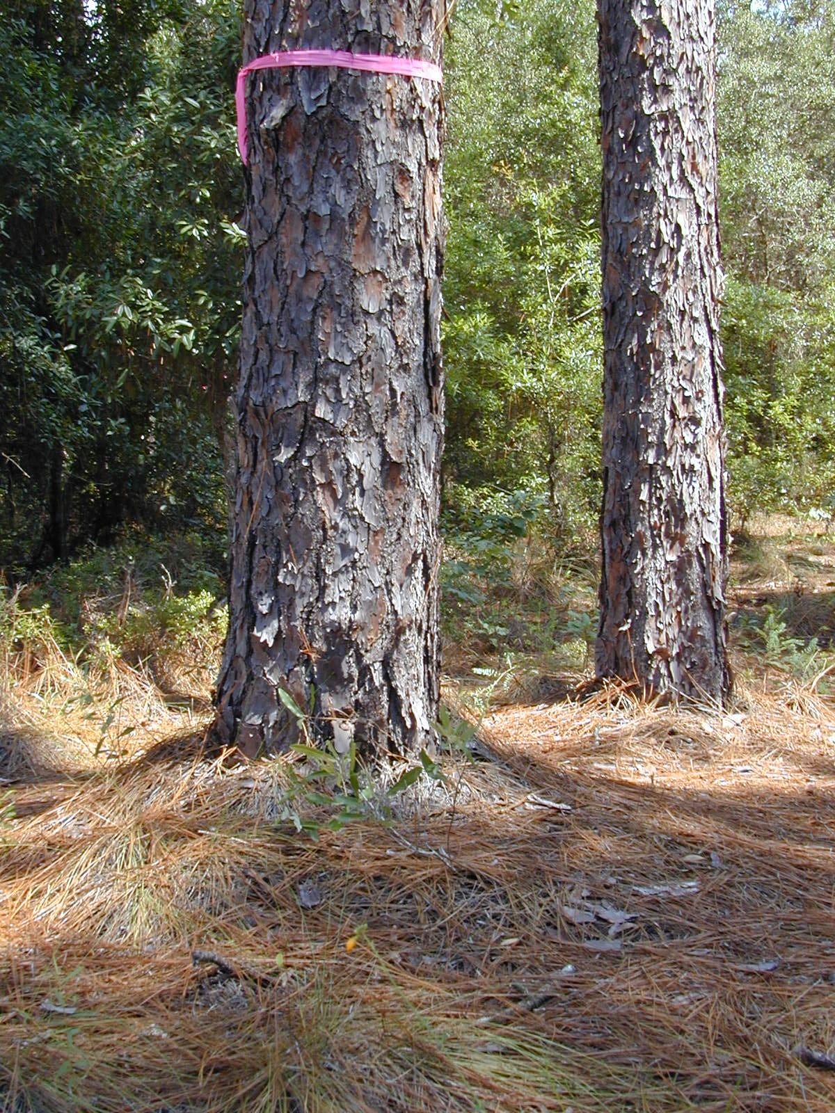 How to: Reintroduction of flames in a fire-excluded landscape - Tall ...