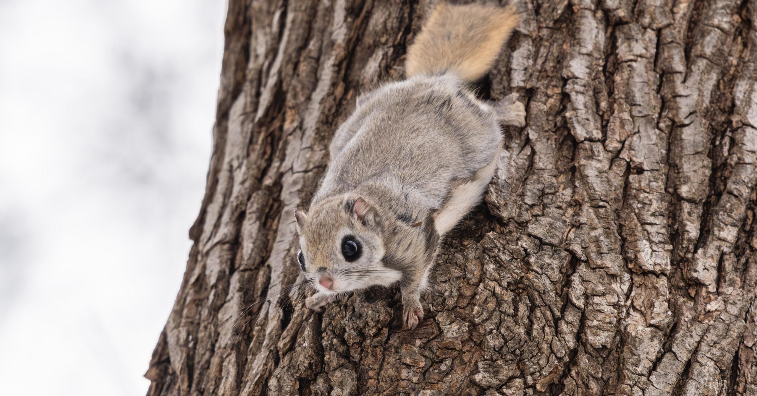 Siberian Flying Squirrel - Tall Timbers