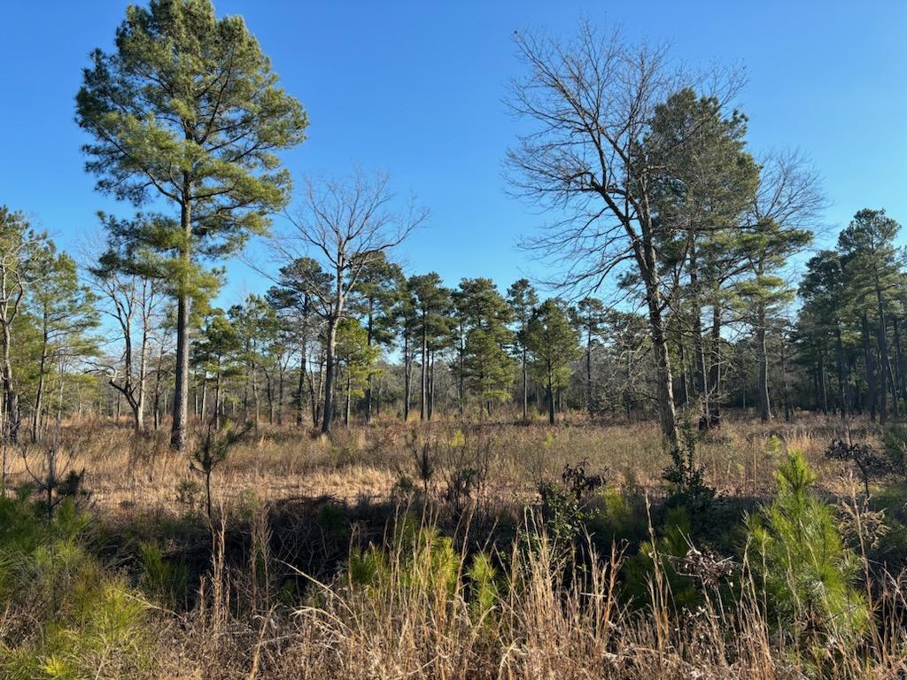 Tall Timbers project on Delmarva Peninsula working to bring back quail ...