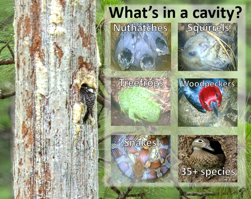 The legacy of the Red-cockaded Woodpecker’s cavities in the forest ...