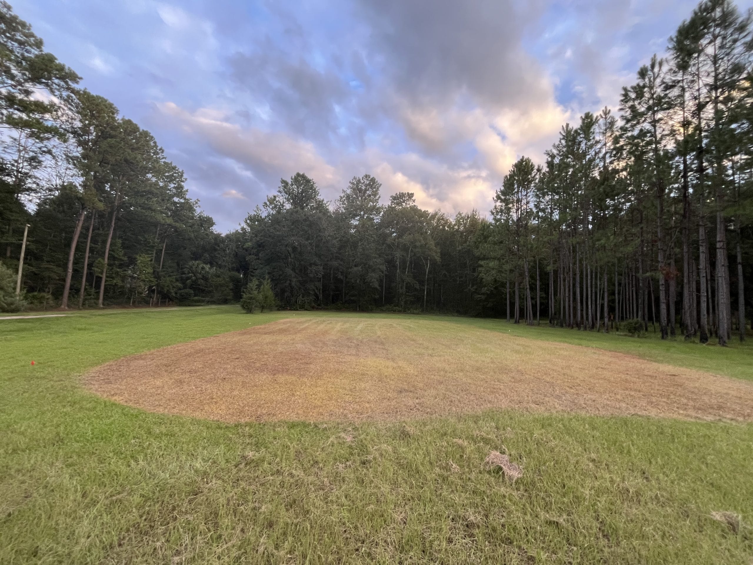 How to: Establishing a pollinator plot - Tall Timbers